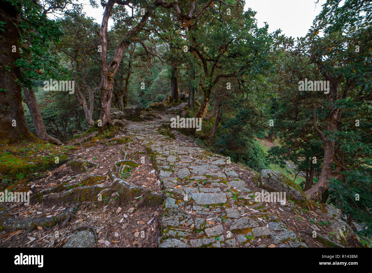 Khaliya Top Trek in Munsyari, Uttarakhand, India Stock Photo - Alamy