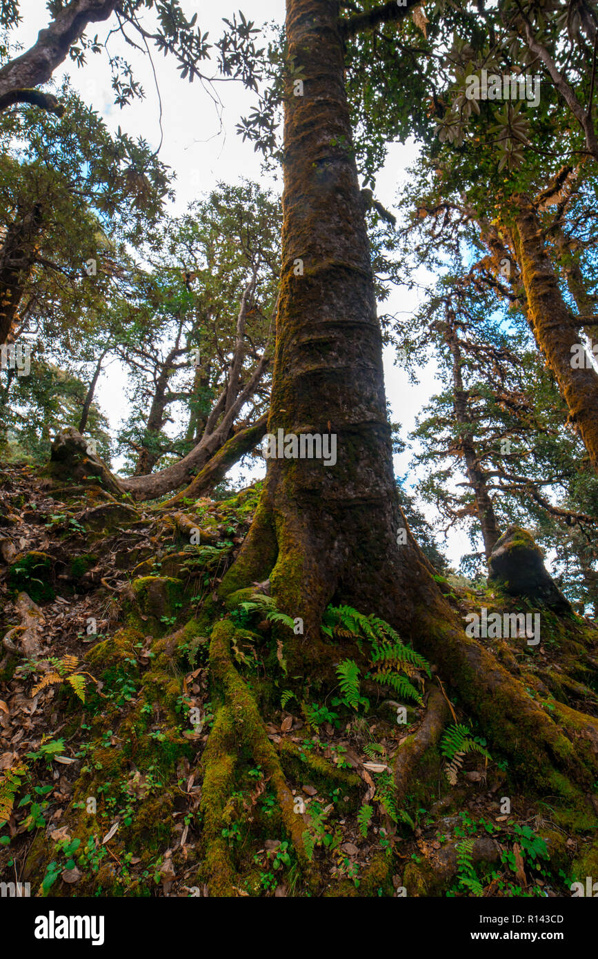 Khaliya Top Trek in Munsyari, Uttarakhand, India Stock Photo - Alamy