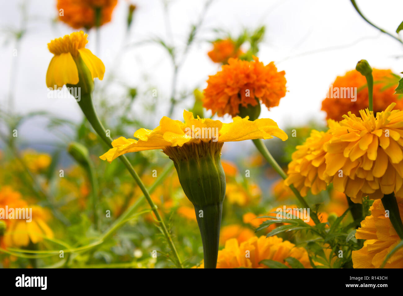 Cempasuchil hi-res stock photography and images - Alamy