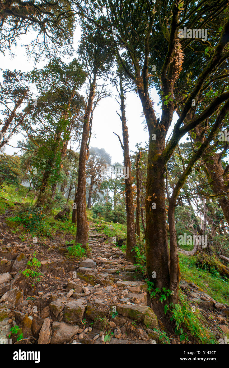 Khaliya Top Trek in Munsyari, Uttarakhand, India Stock Photo - Alamy