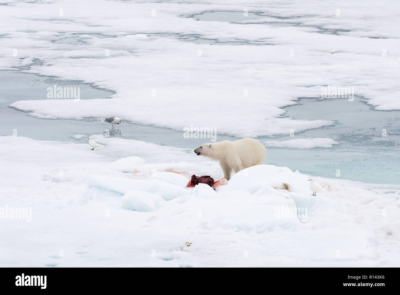 Polar bear eating seal on pack ice Stock Photo - Alamy