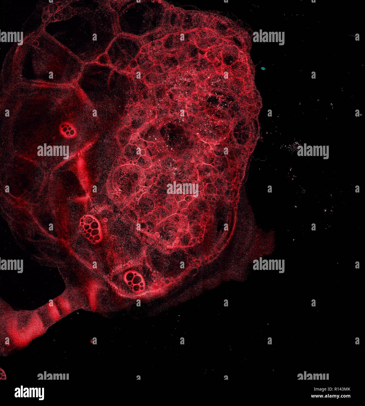 Abstract grunge cellular background against black Stock Photo - Alamy