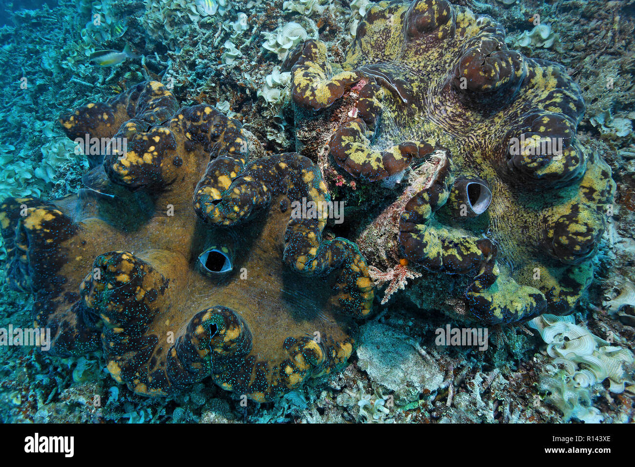 Giant clams hi-res stock photography and images - Alamy