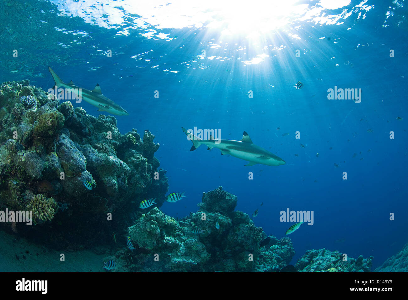 Two reef sharks hi-res stock photography and images - Alamy