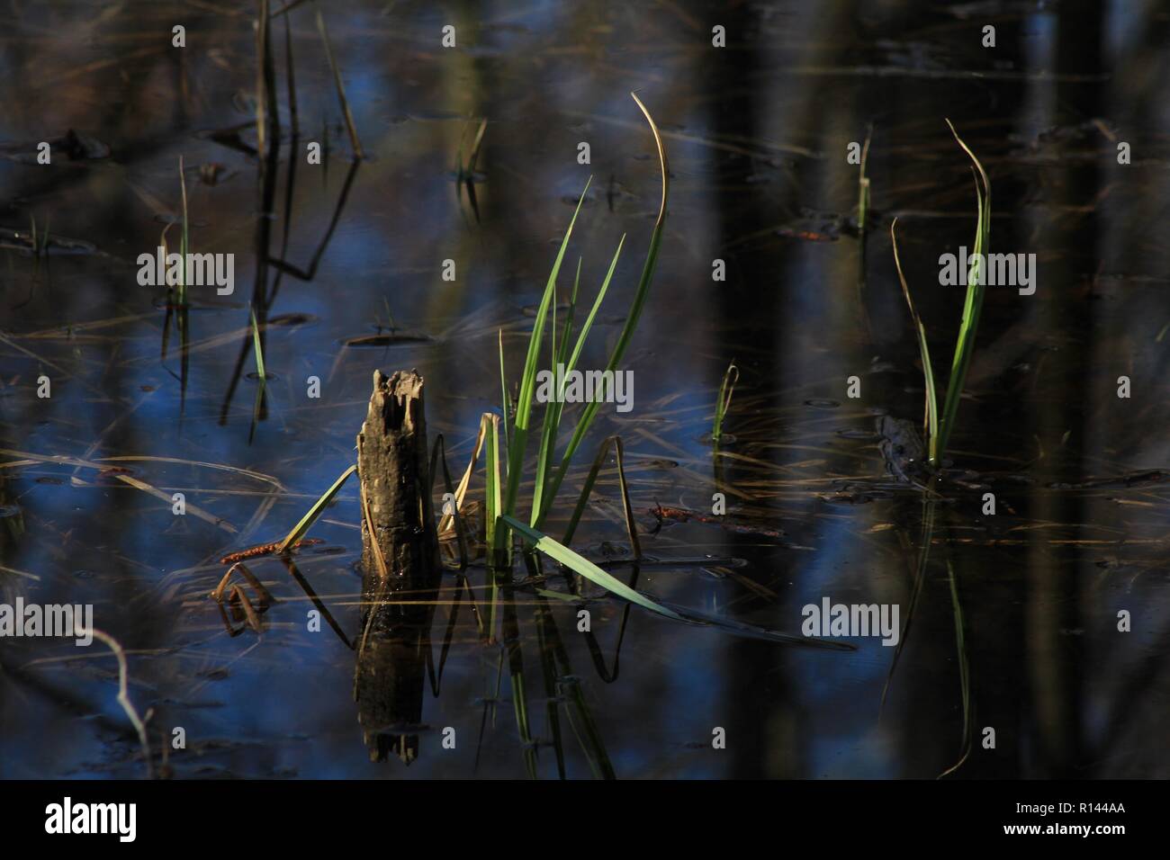 Swamp grass hi-res stock photography and images - Alamy