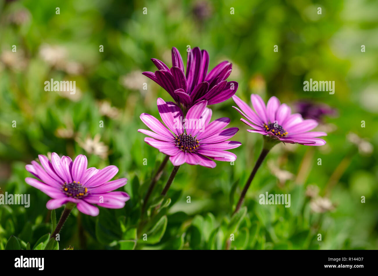 Osteospermum ecklonis hi-res stock photography and images - Alamy