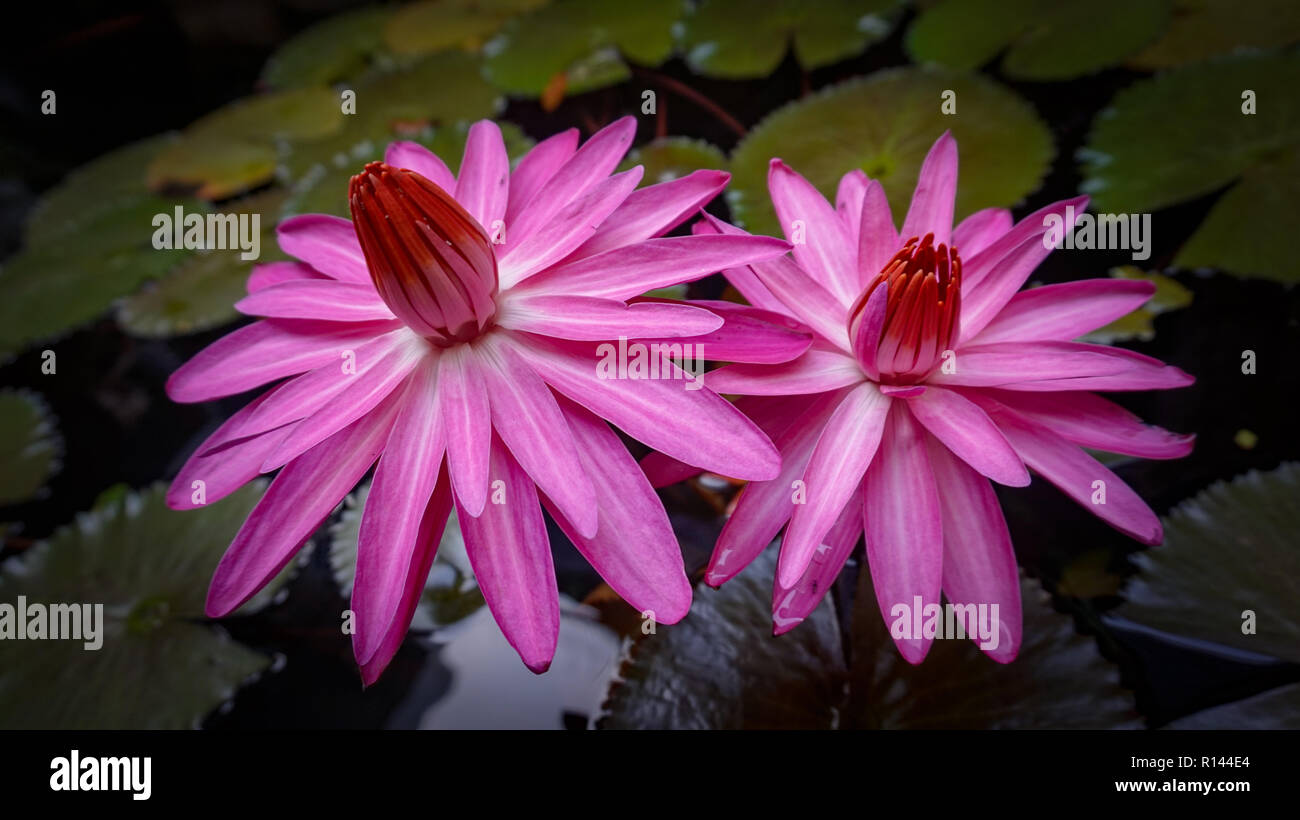 Twin Lotus Flower Stock Photo - Alamy