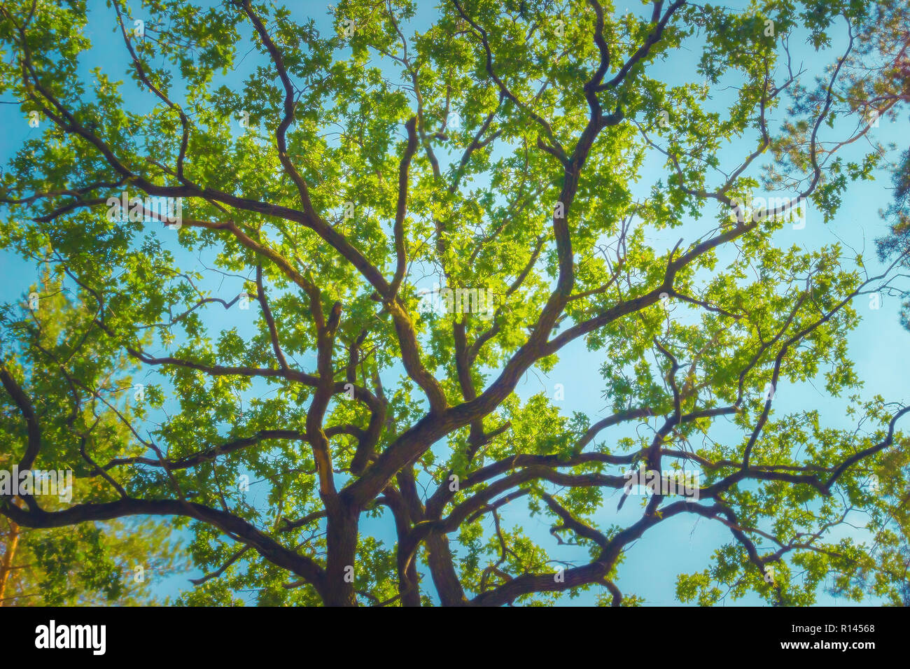 Aok leaves hi-res stock photography and images - Alamy