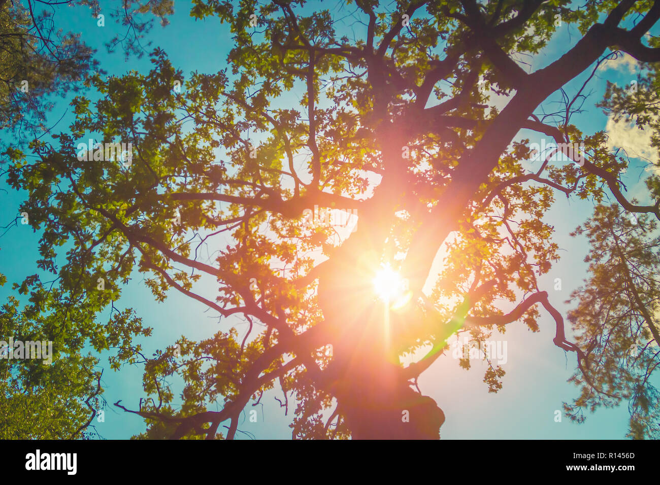 Aok tree hi-res stock photography and images - Alamy