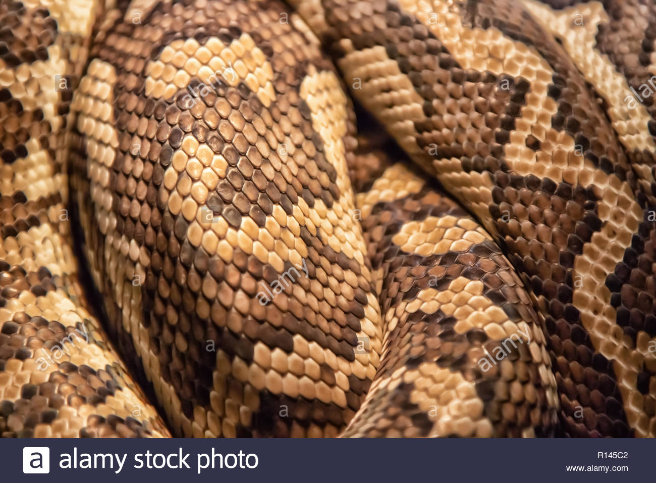 Snake Skin Texture Stock Photos & Snake Skin Texture Stock Images - Alamy