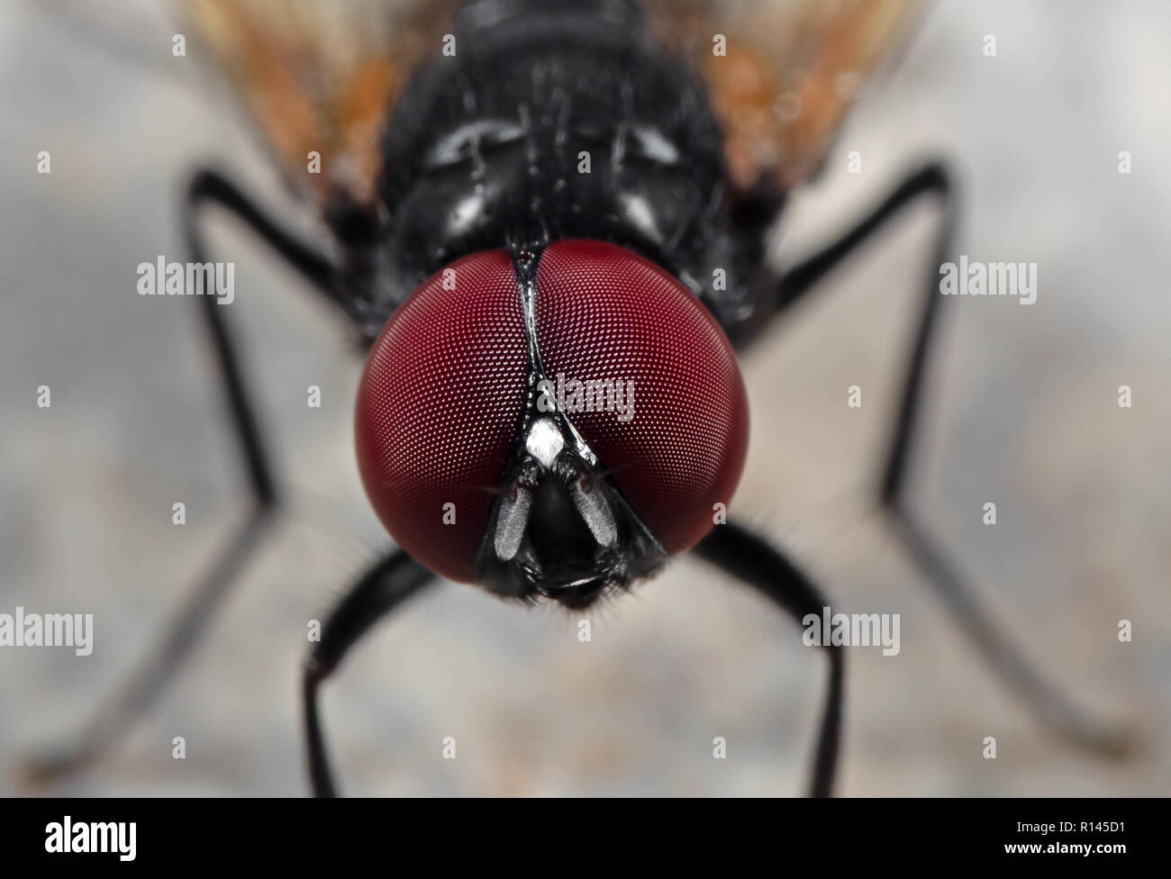 Fly Eyes Closeup Stock Photos & Fly Eyes Closeup Stock Images - Alamy