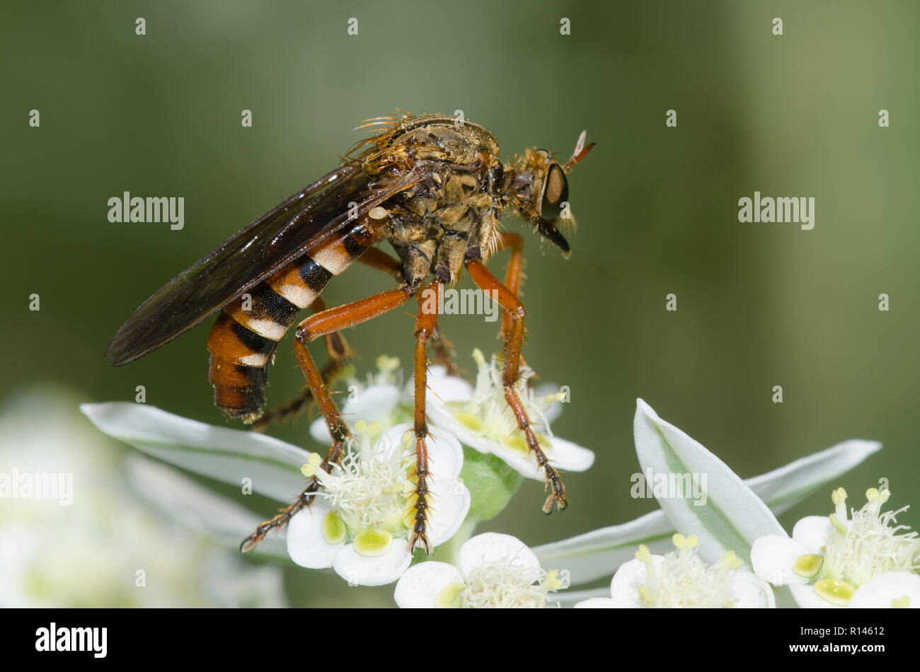Saropogon sp hi-res stock photography and images - Alamy