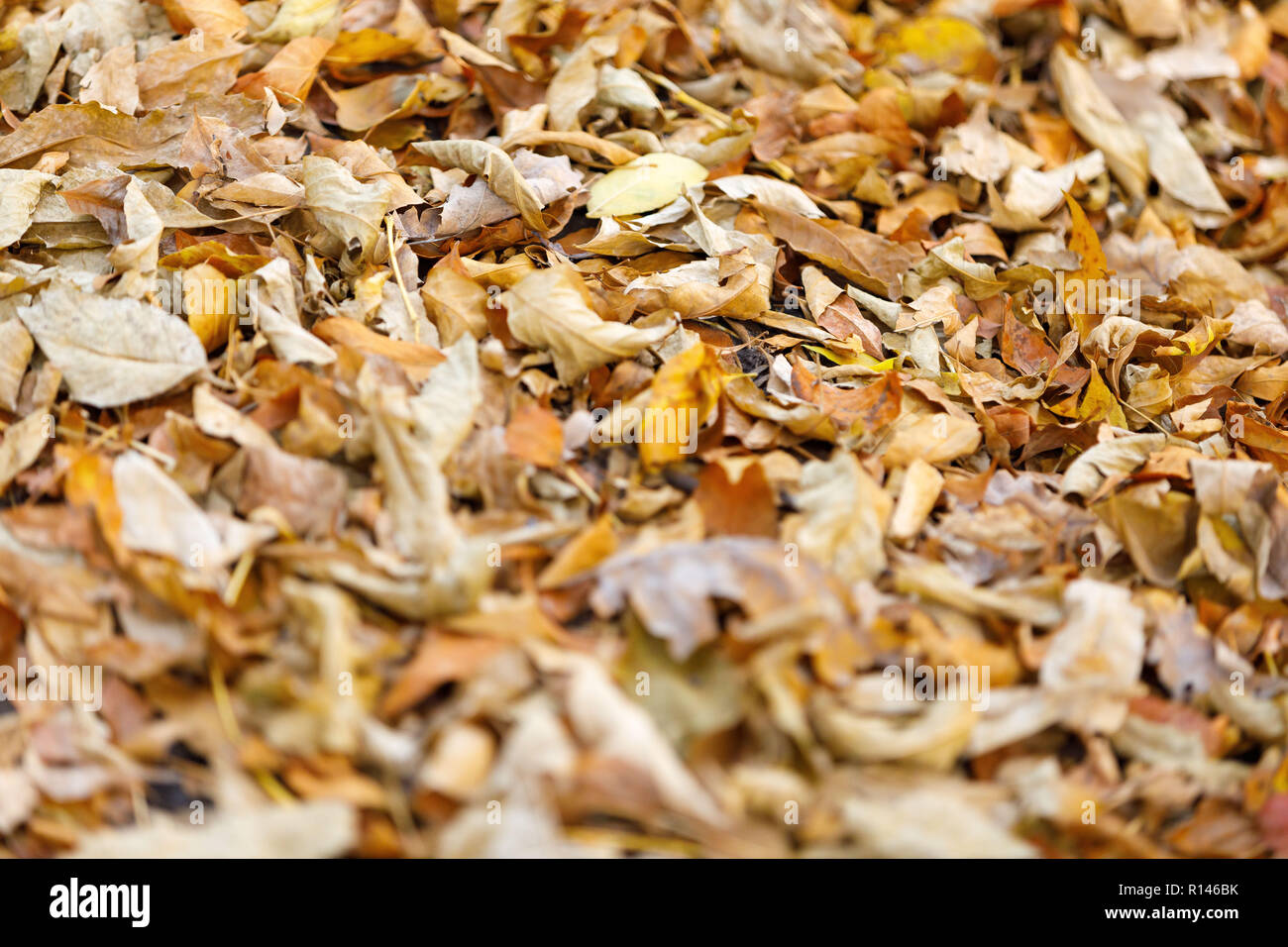 autumn leaves background. fallen leaves on ground Stock Photo - Alamy