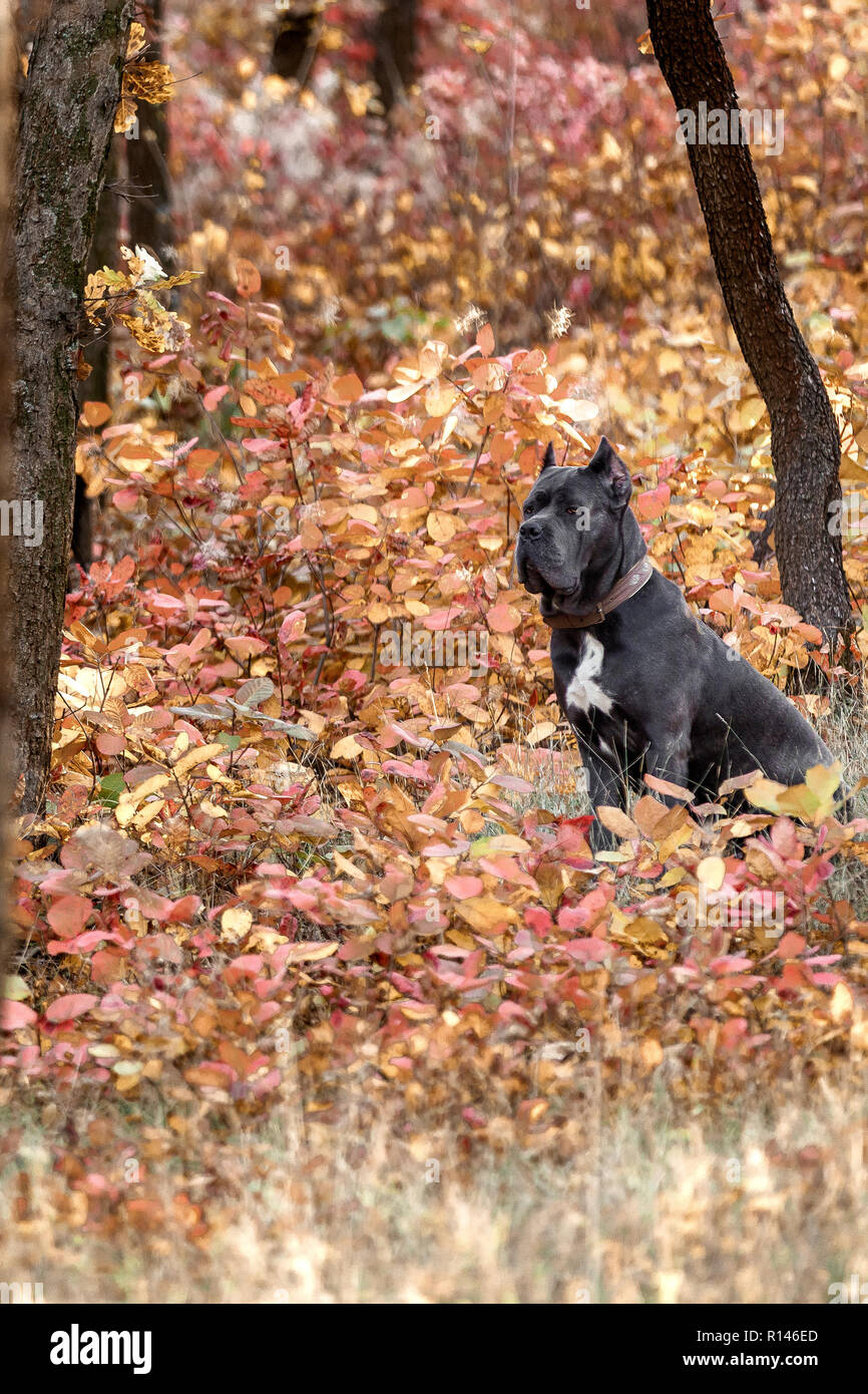 Black labrador in autumn leaves hi-res stock photography and images - Alamy