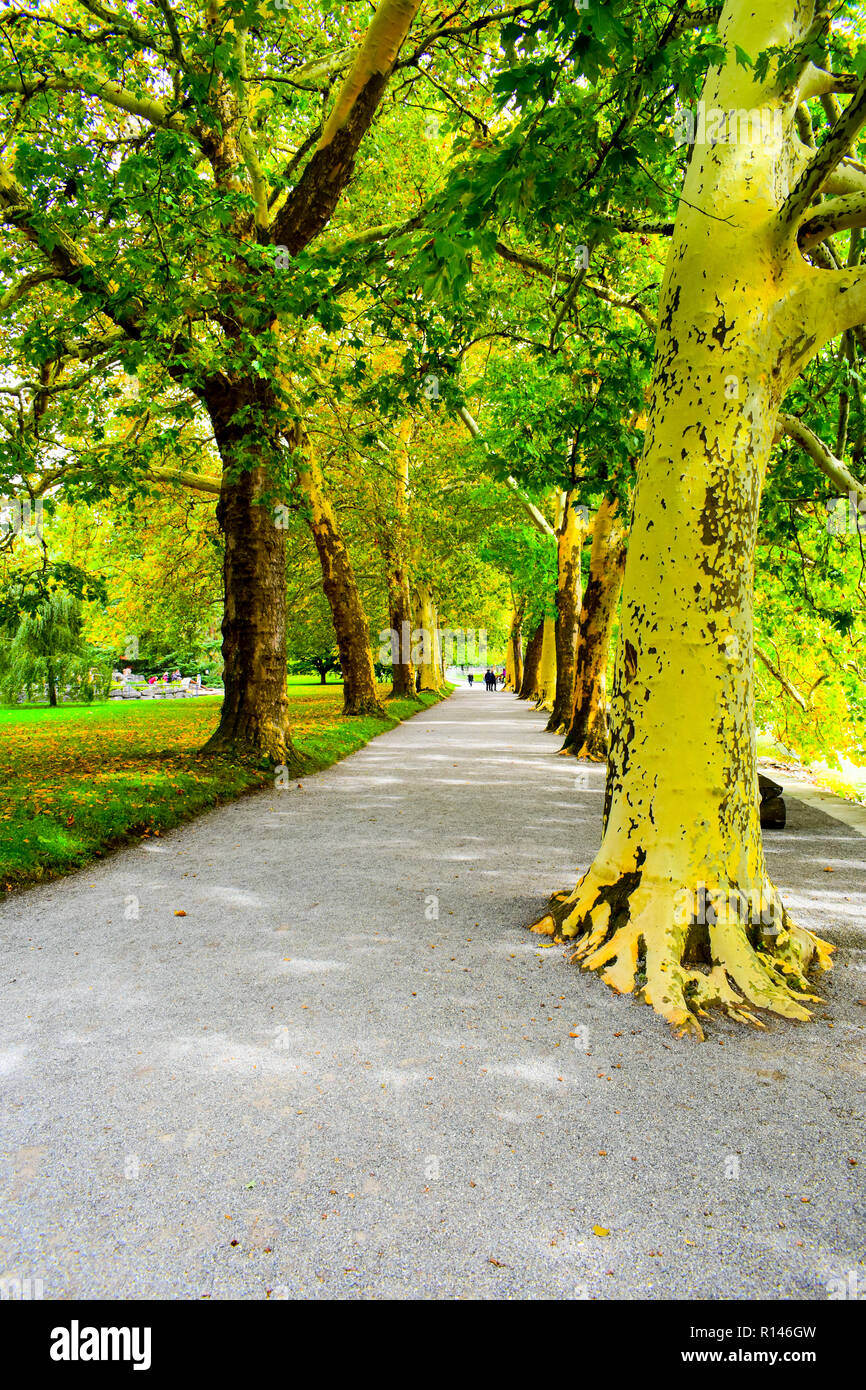 Sycamore wood texture hi-res stock photography and images - Alamy