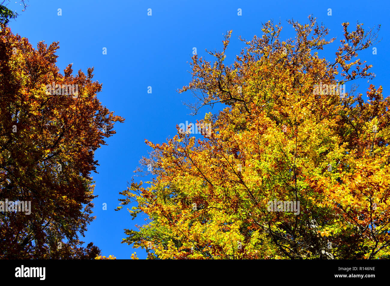 Autumn oak tree Stock Photo - Alamy