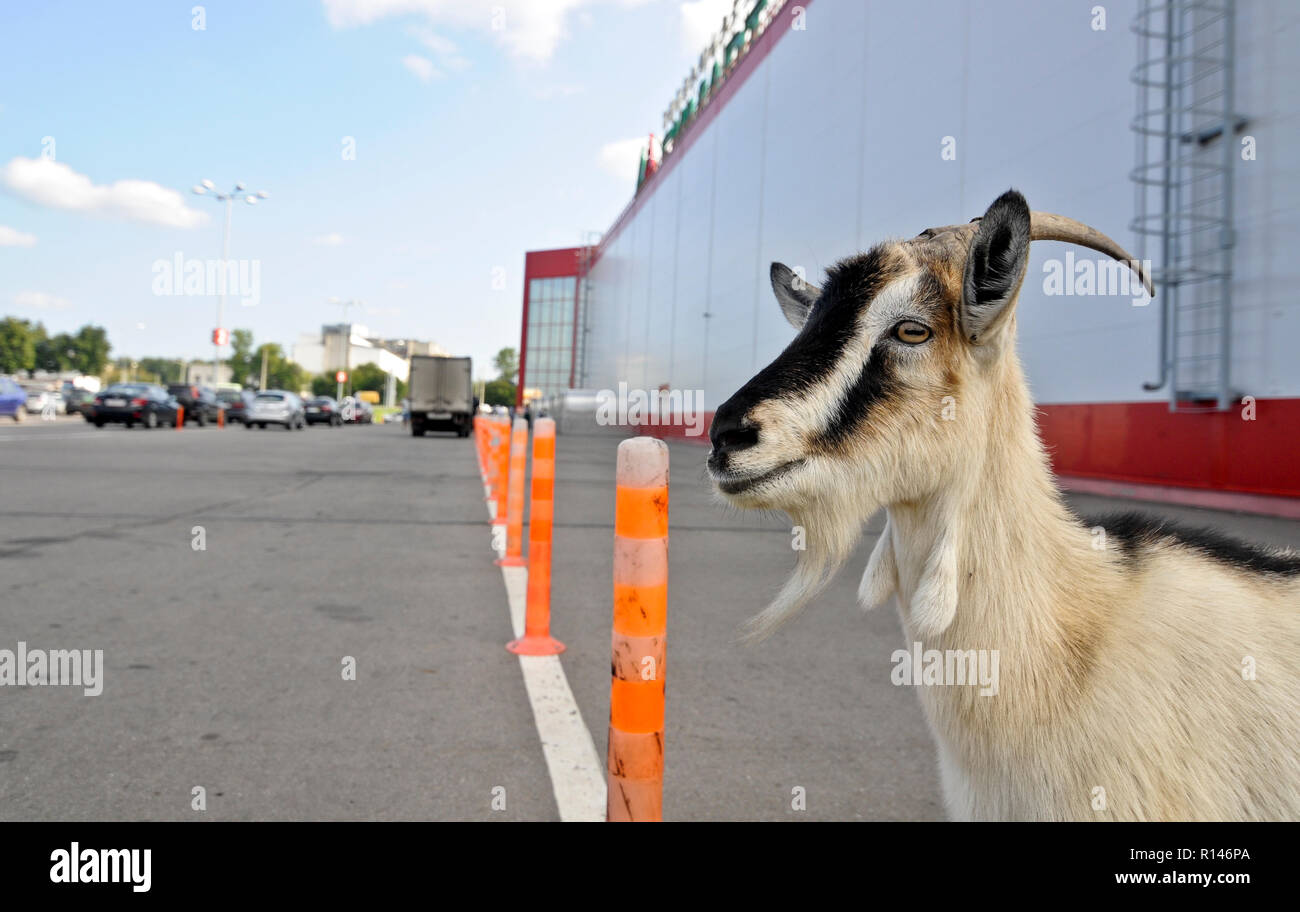 Goat Russia High Resolution Stock Photography and Images - Alamy