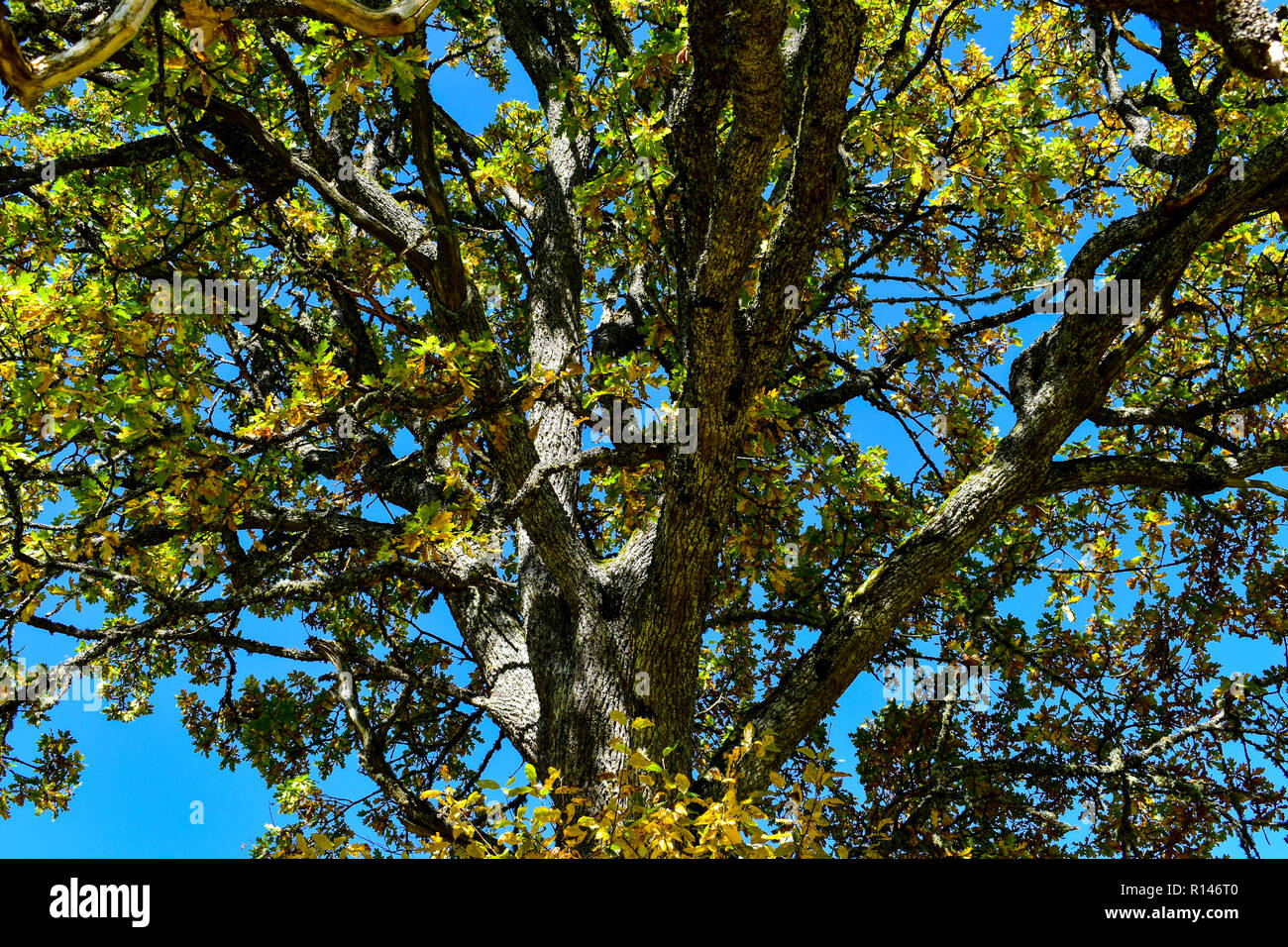 Beautiful huge oak tree hi-res stock photography and images - Alamy