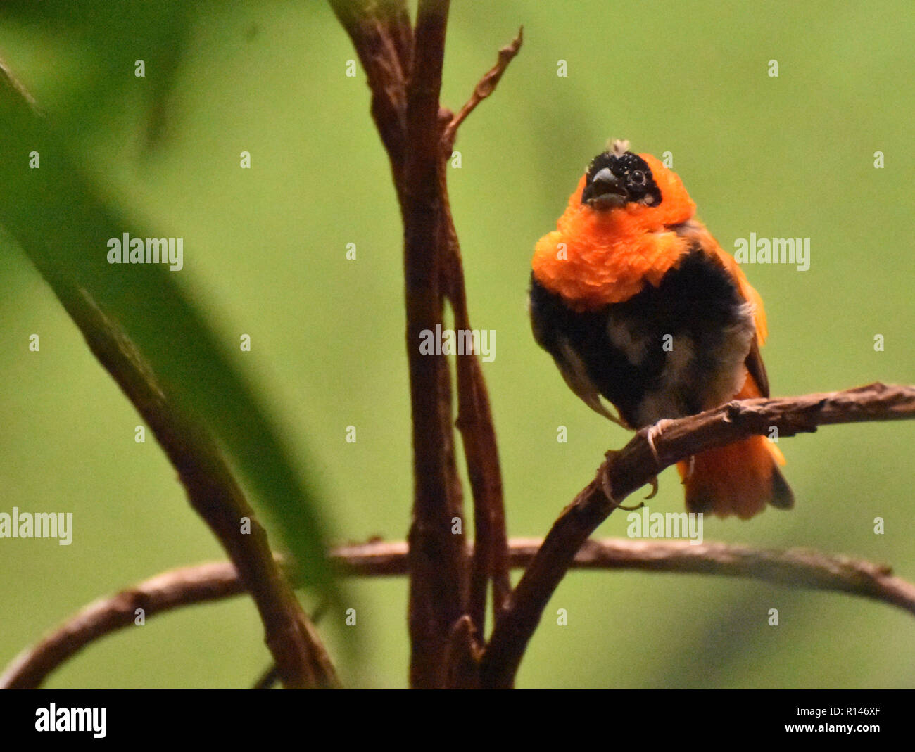 Brilliantly colored orange bishop bird sitting a branch Stock Photo - Alamy