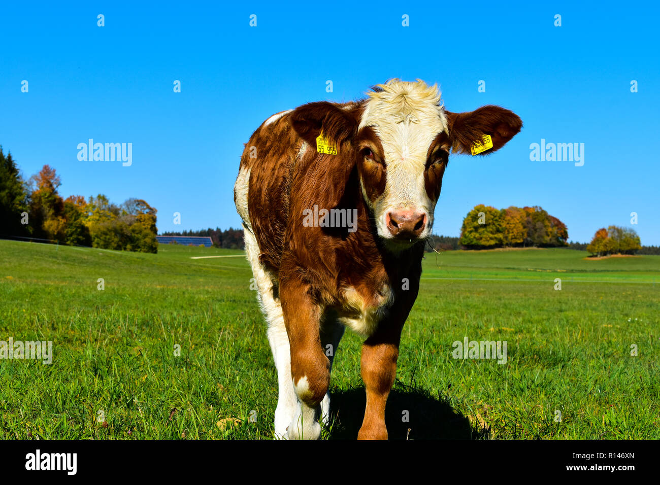 Calf on summer pasture hi-res stock photography and images - Alamy