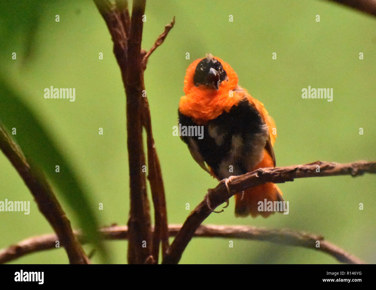 Red bishop birds in nature hi-res stock photography and images - Alamy