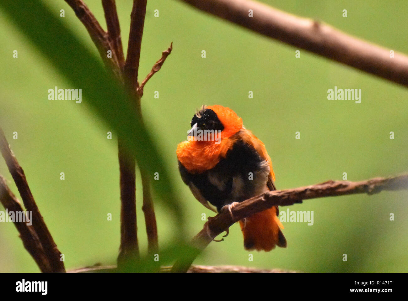 Colorful southern red bishop bird in the wild Stock Photo - Alamy