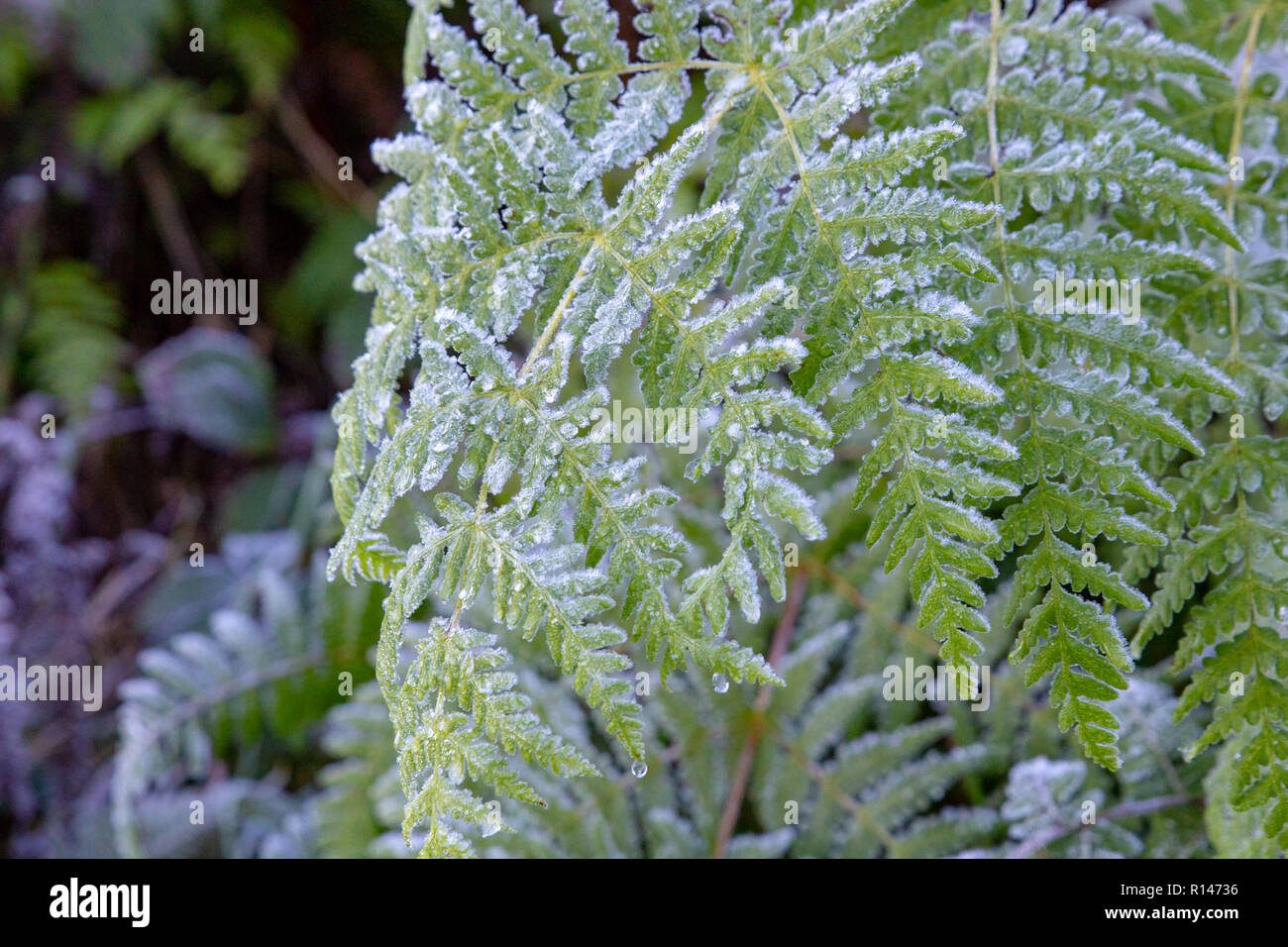 Evergreen ferns frost hi-res stock photography and images - Alamy
