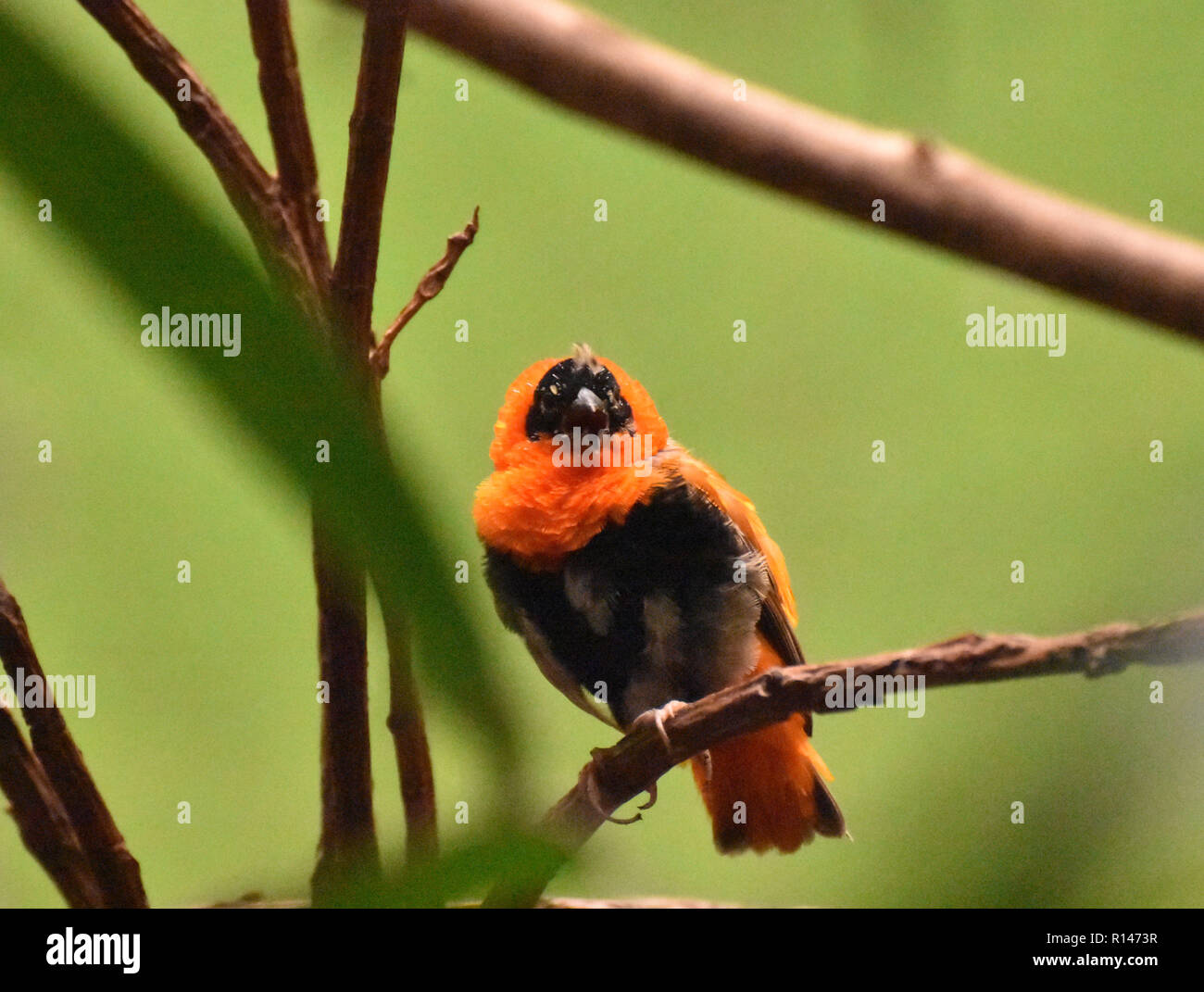Orange bishop bird hi-res stock photography and images - Alamy