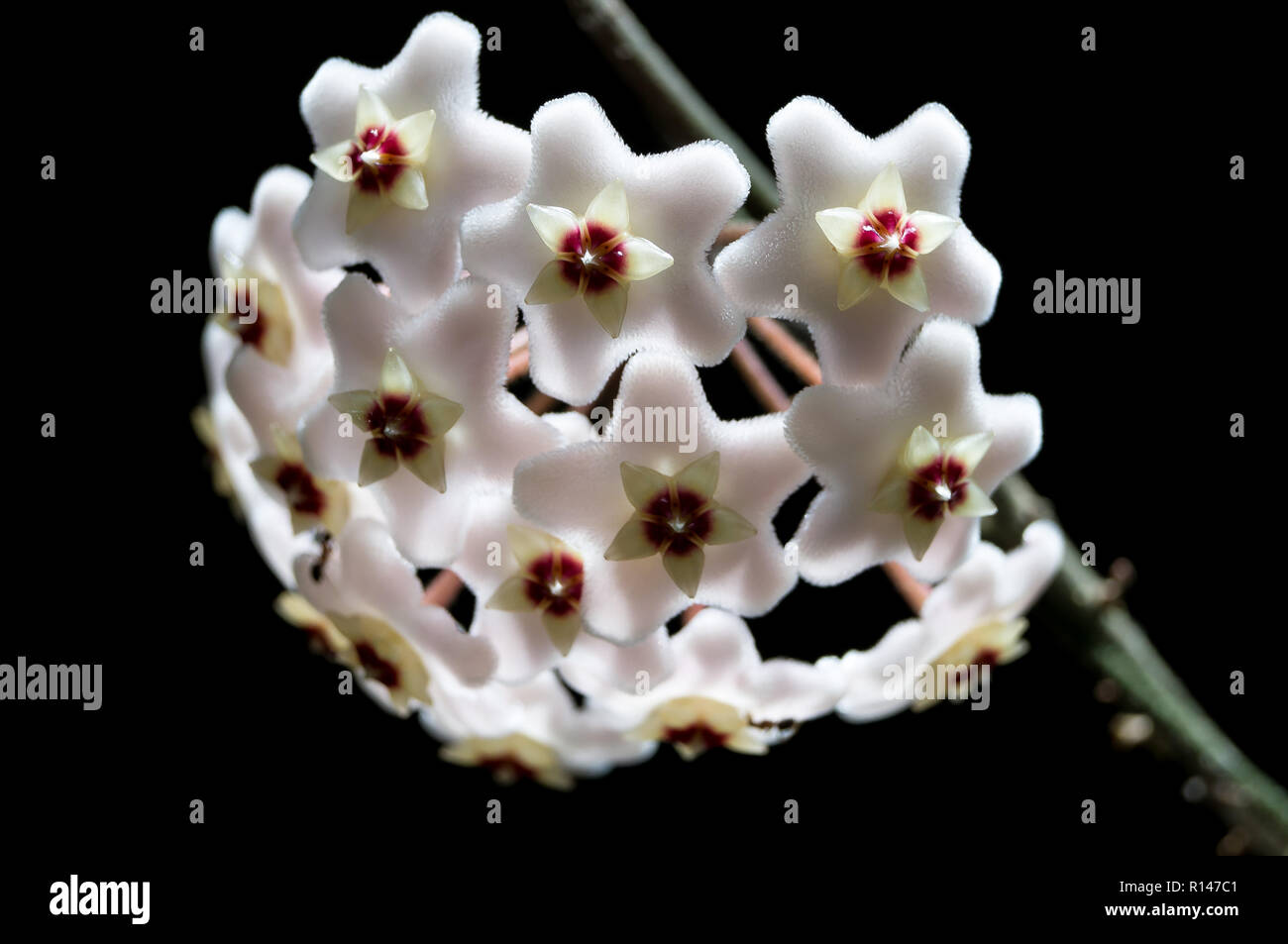 Hoya carnosa flower Stock Photo - Alamy