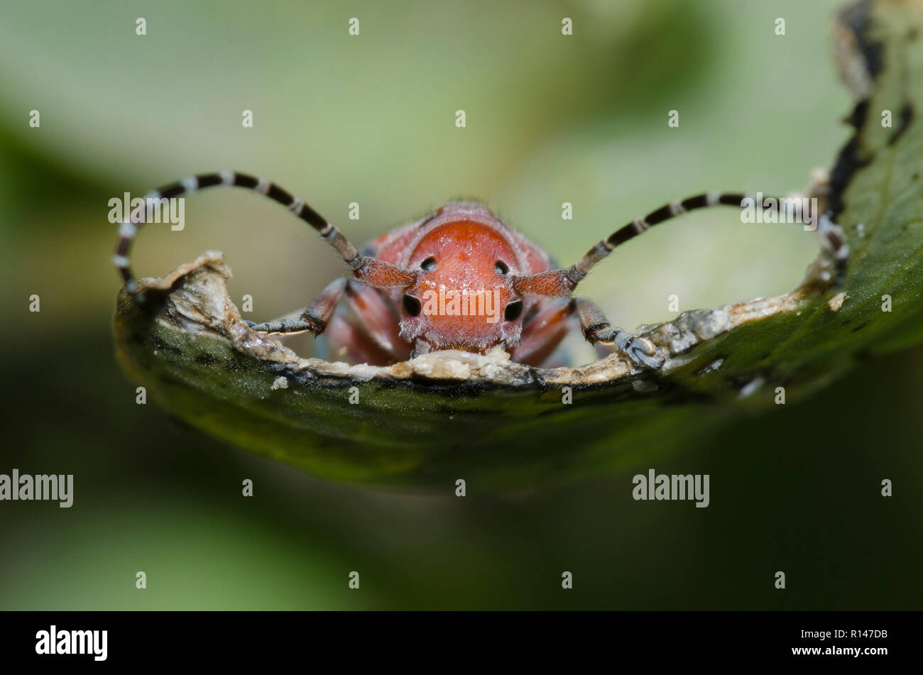 Red milkweed borer beetle hi-res stock photography and images - Alamy