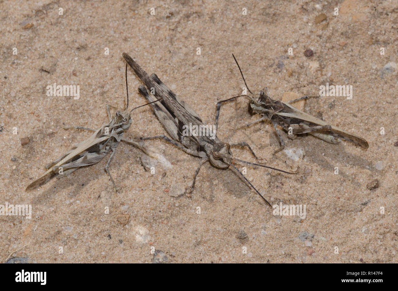 Platte Range Grasshopper, Mestobregma plattei, male (center), with two ...