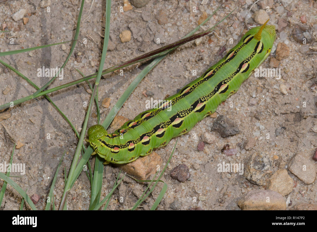 Hyles Lineata Caterpillar