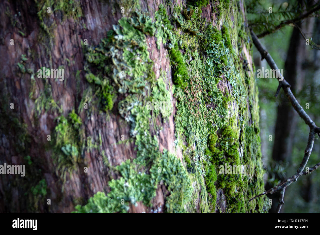 Lichens and mosses grow on a native tree in the cool and shaded forest ...
