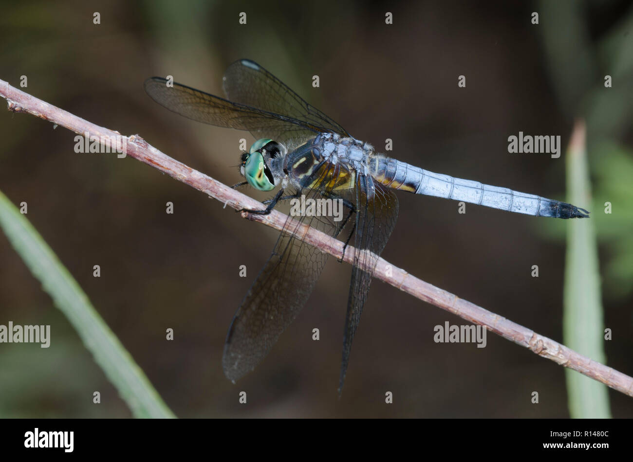 Male blue dasher hi-res stock photography and images - Alamy