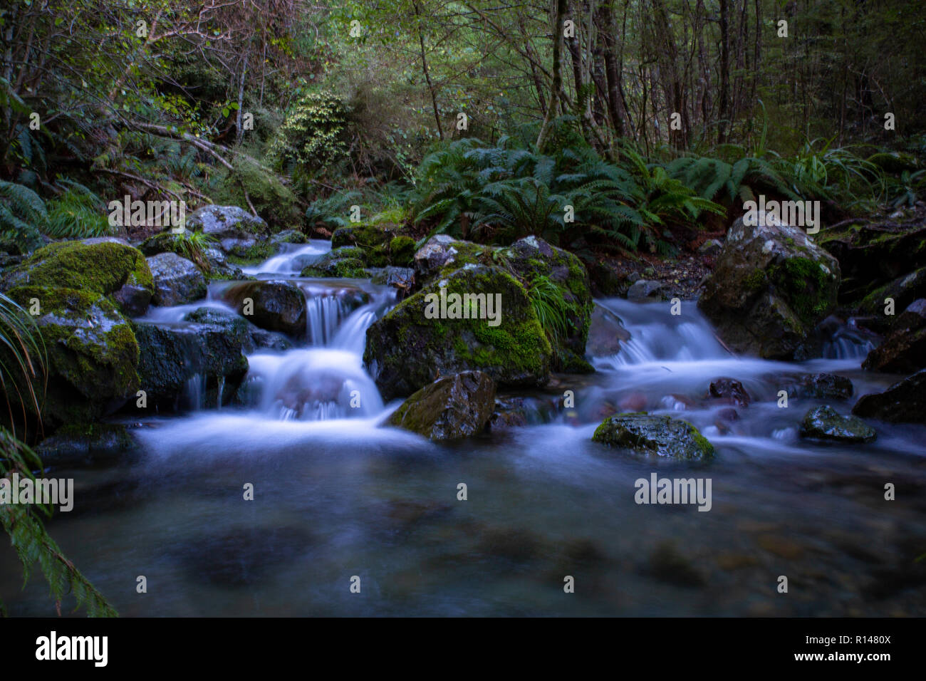 A double waterfall flows over mossy rocks in the forest in New Zealand ...