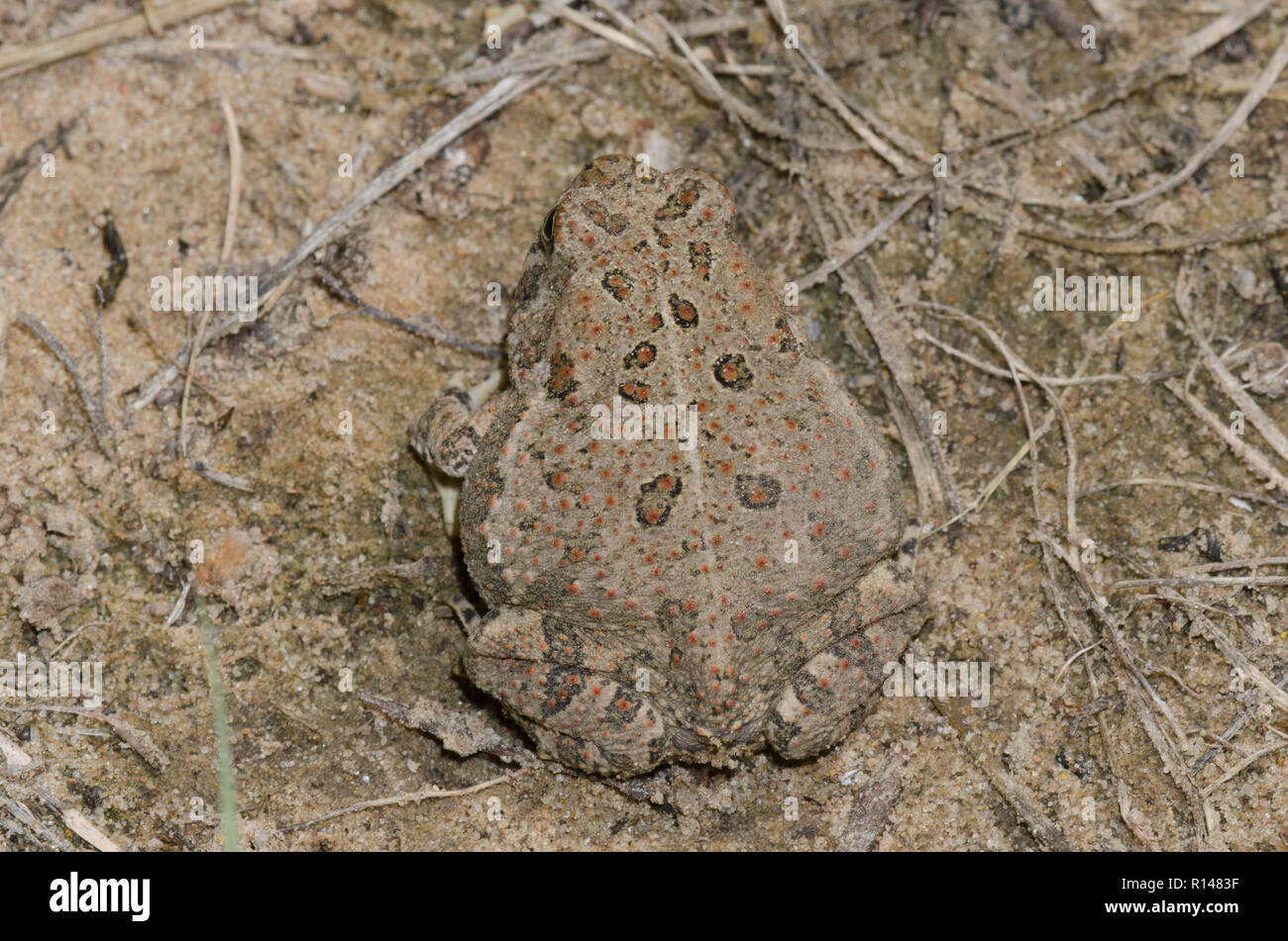 Toadlet hi-res stock photography and images - Alamy