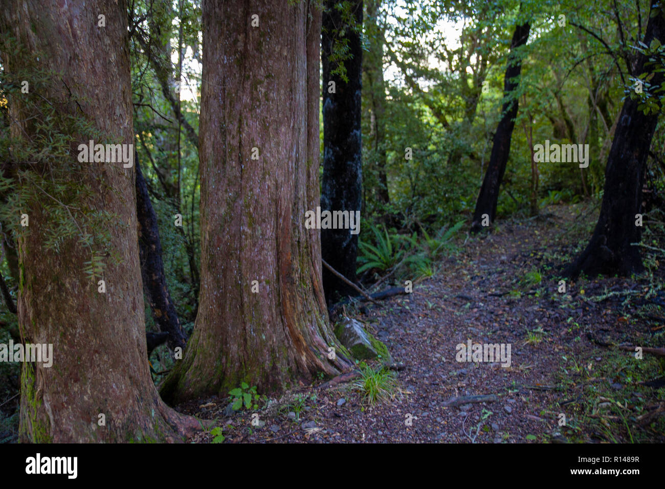 Totara tree hi-res stock photography and images - Alamy