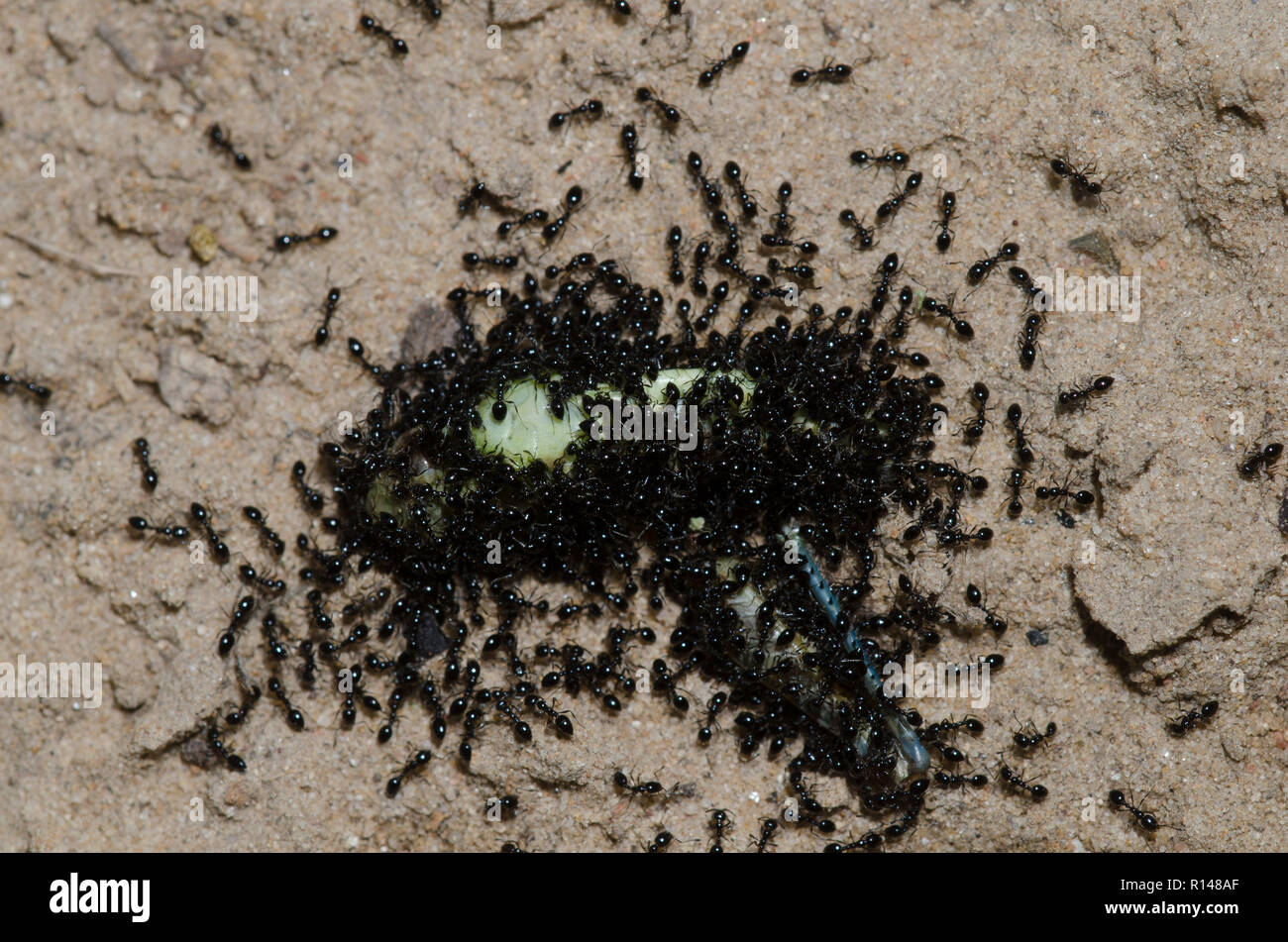 Little Black Ants, Monomorium minimum, swarming dead grasshopper Stock ...