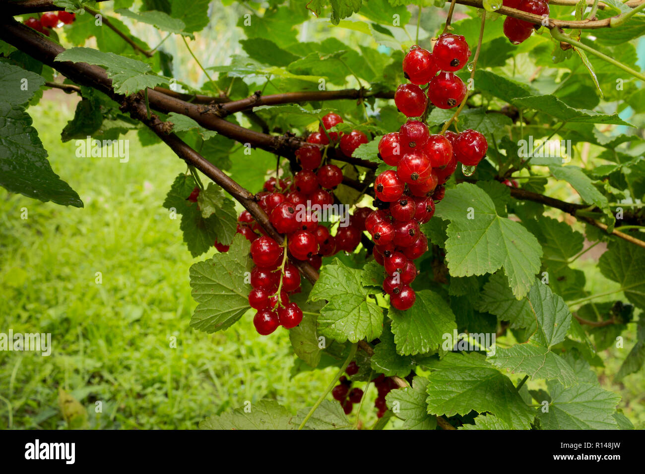 Summer. Close-up of a red currant in fruit garden Stock Photo - Alamy