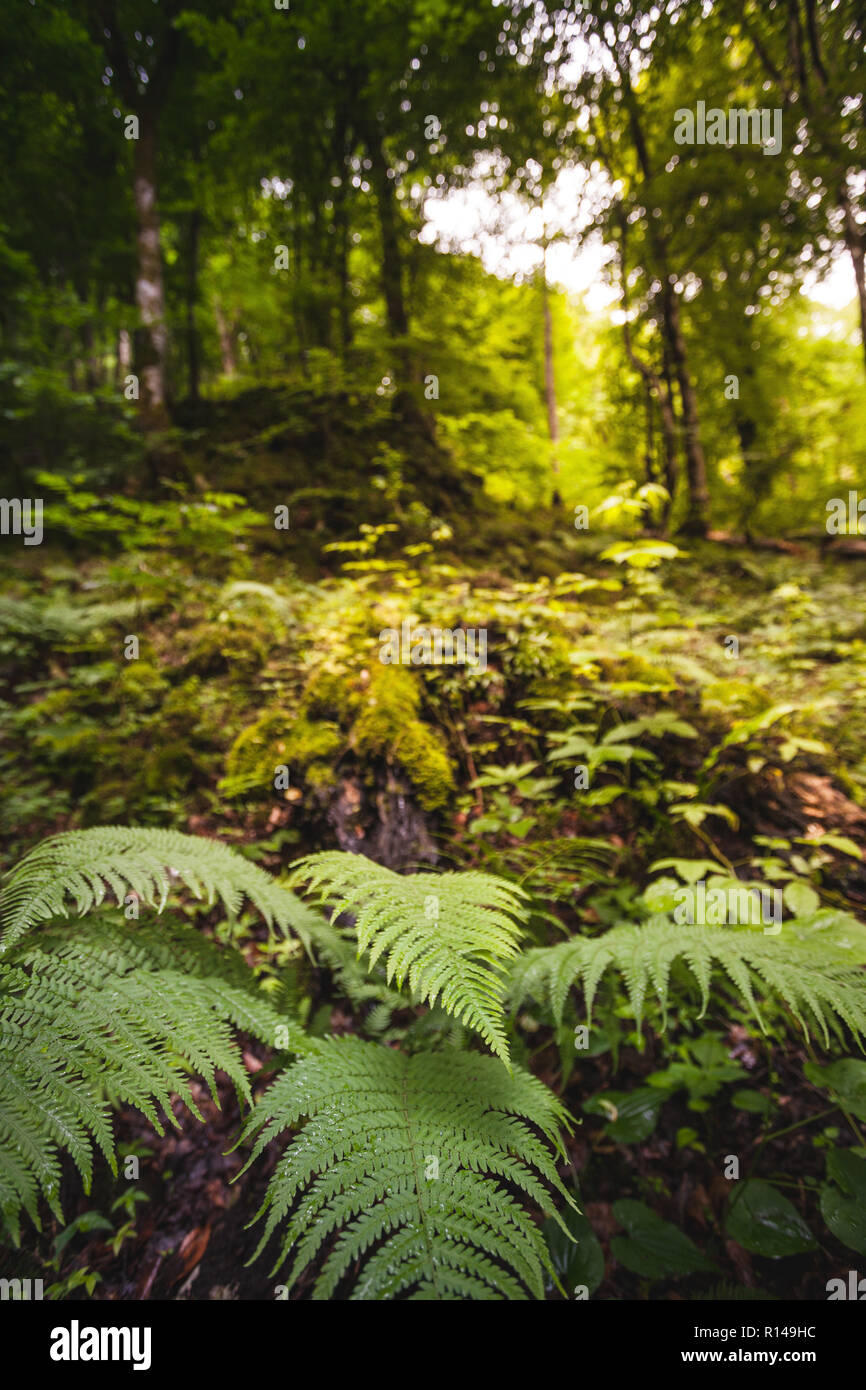Landscapes of Talesh, Iran Stock Photo - Alamy