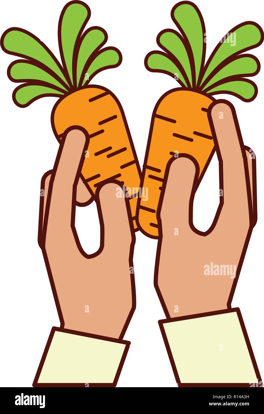 hands holding carrots on white background vector illustration Stock ...