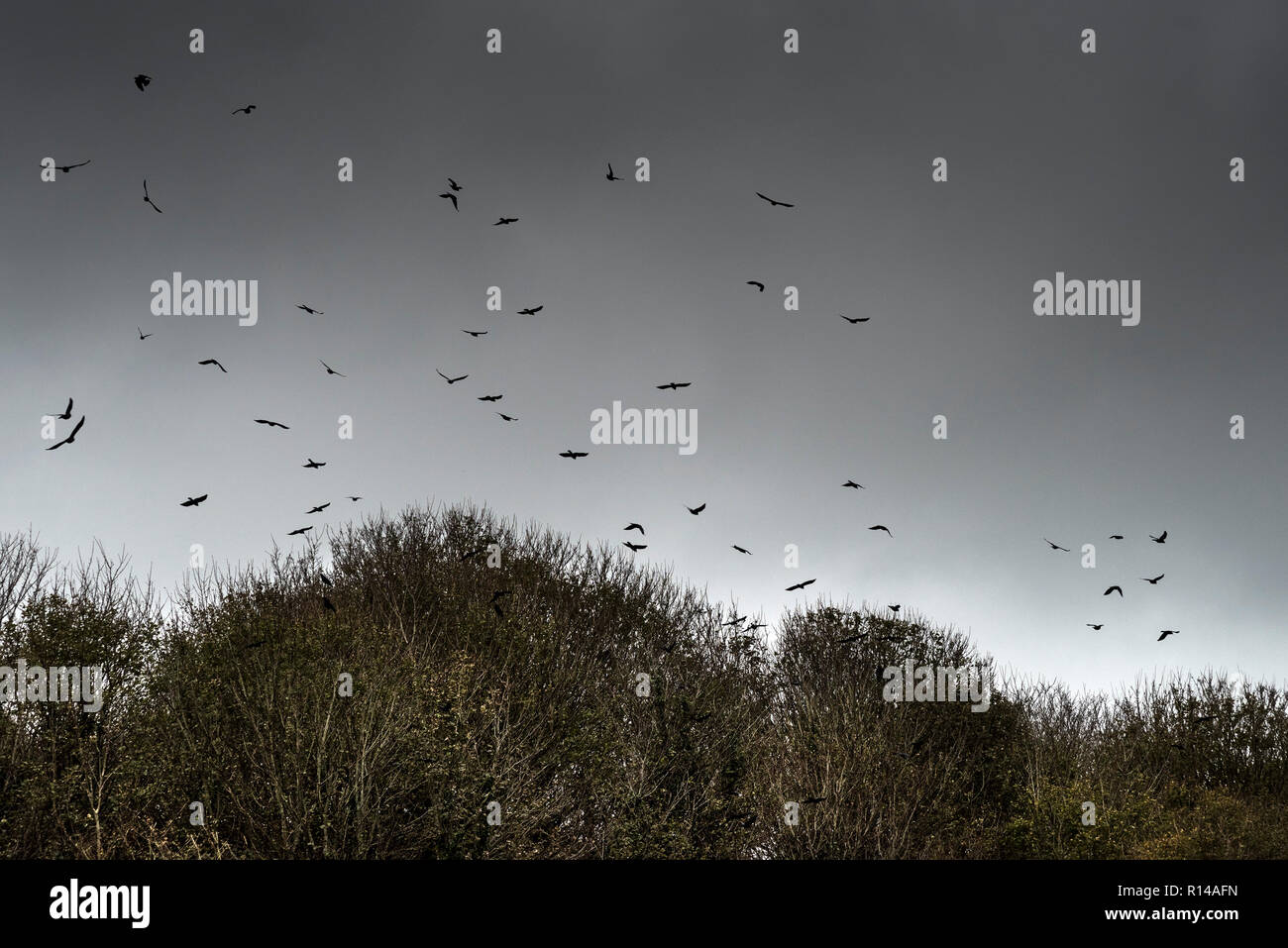 Murder of crows hi-res stock photography and images - Alamy