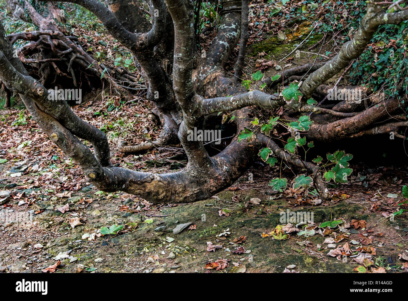 The twisted branches of a tree growing on banks of the Gannel River in ...