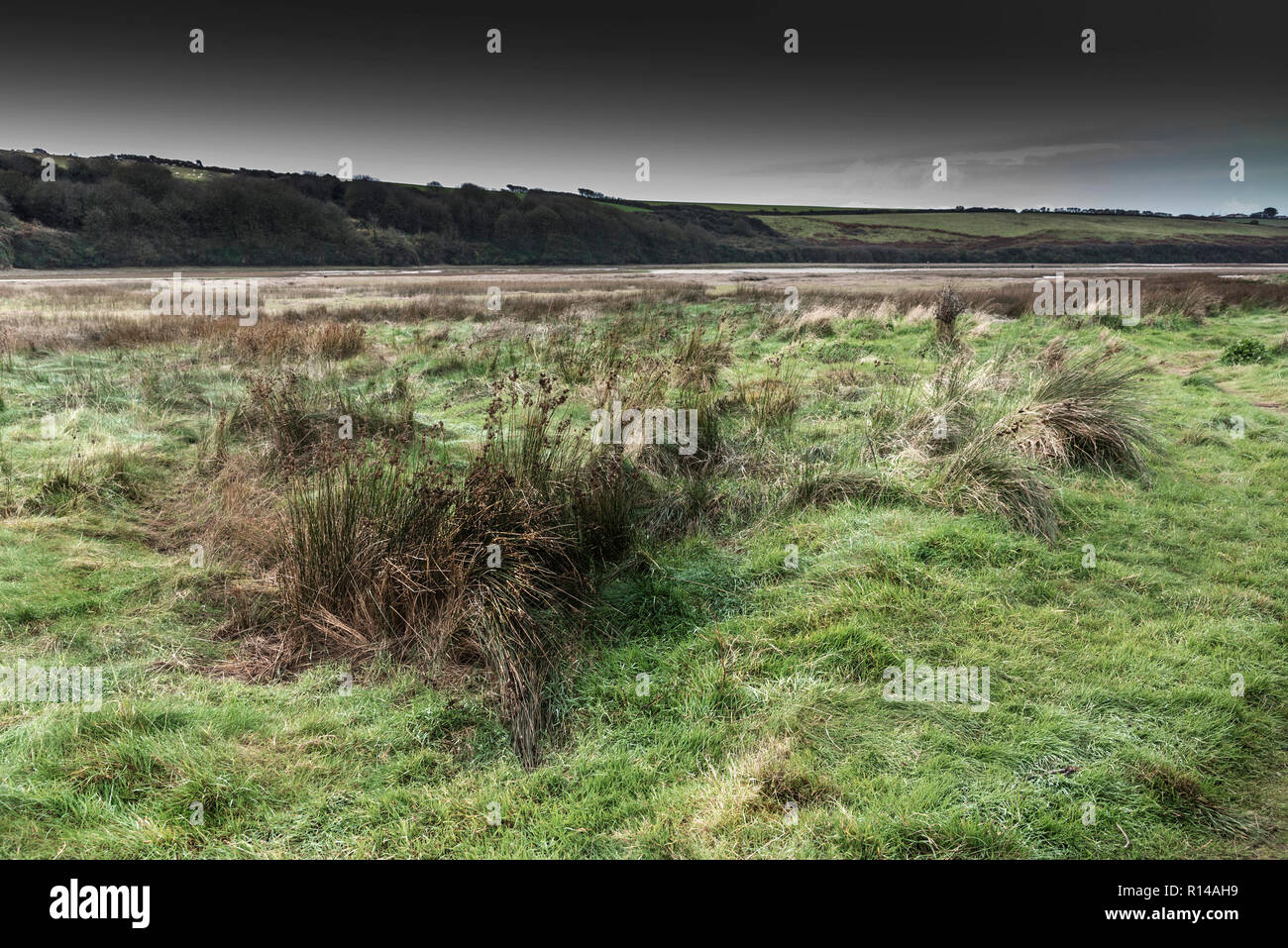 Saltmarsh on the Gannel Estuary in Newquay in Cornwall Stock Photo - Alamy
