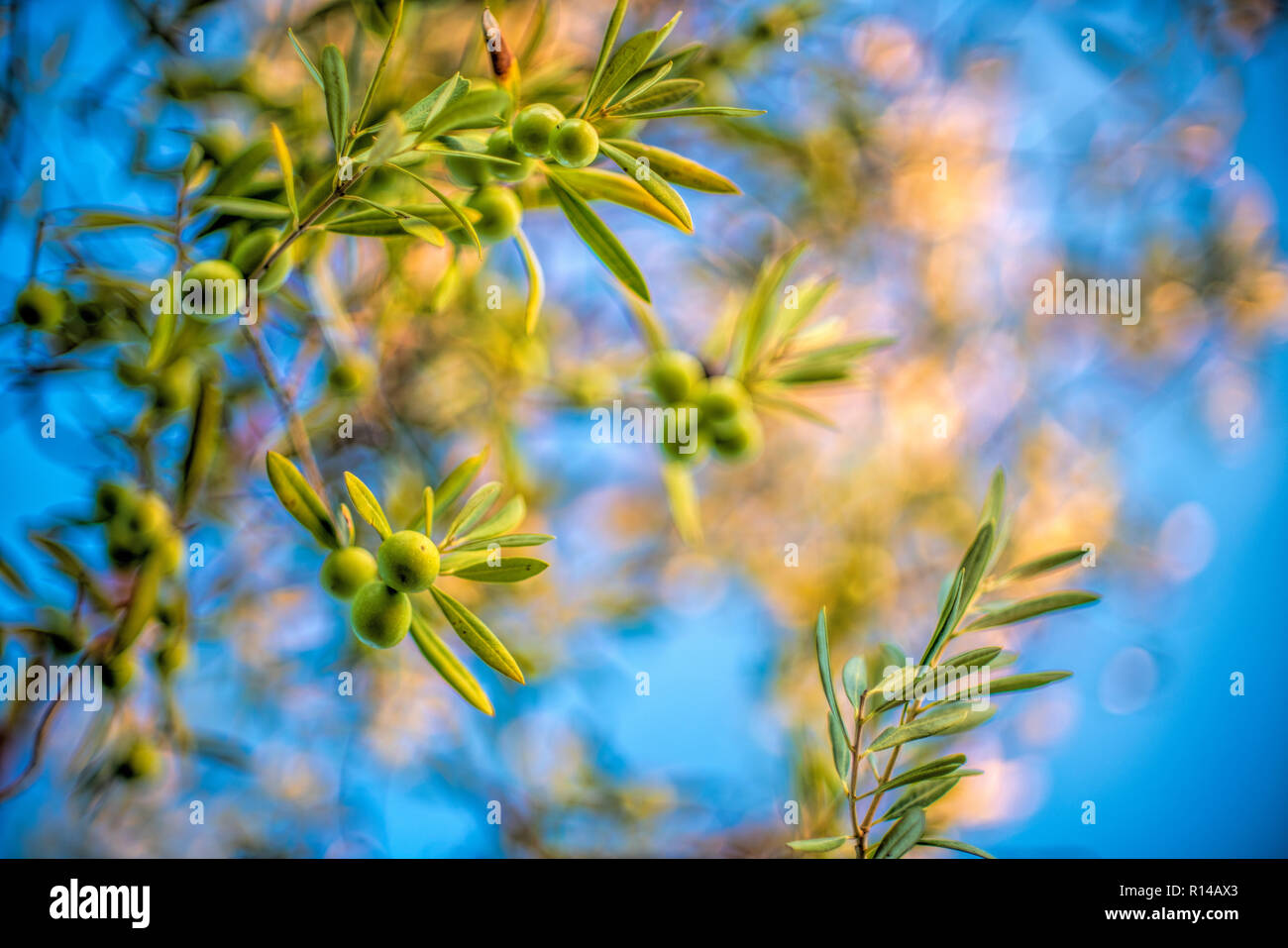 Manzanilla hi-res stock photography and images - Alamy