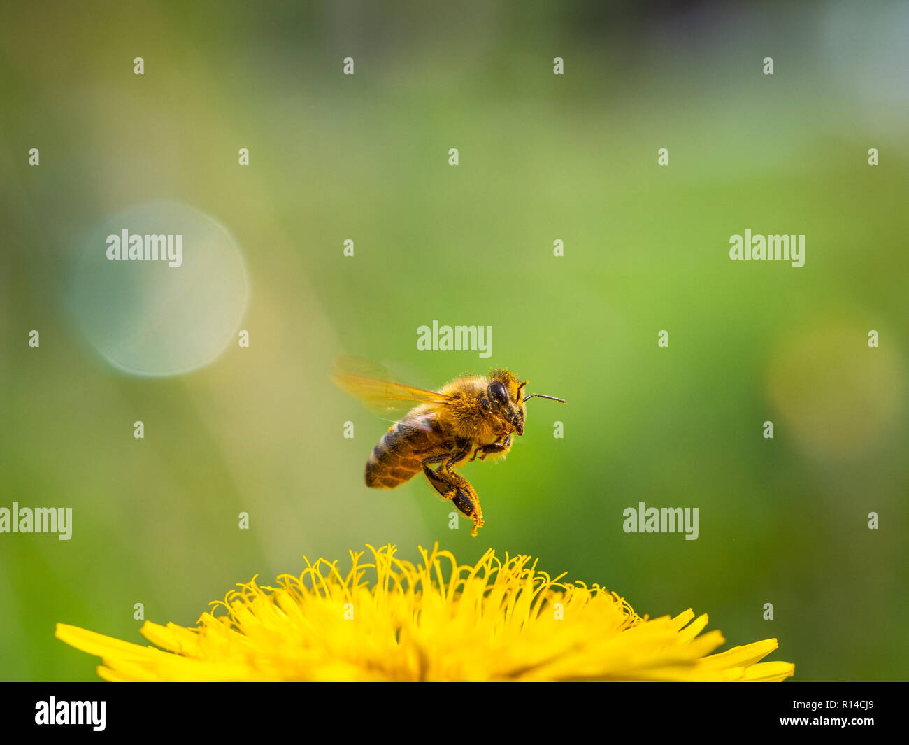 Flying honey Bee over a flower Stock Photo - Alamy