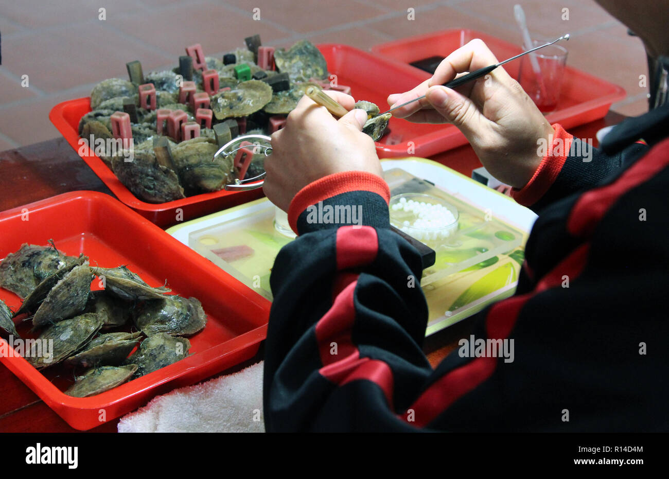 Extracting pearls from the oysters at My Ngoc Ha Long Pearl Jsc, Ha ...