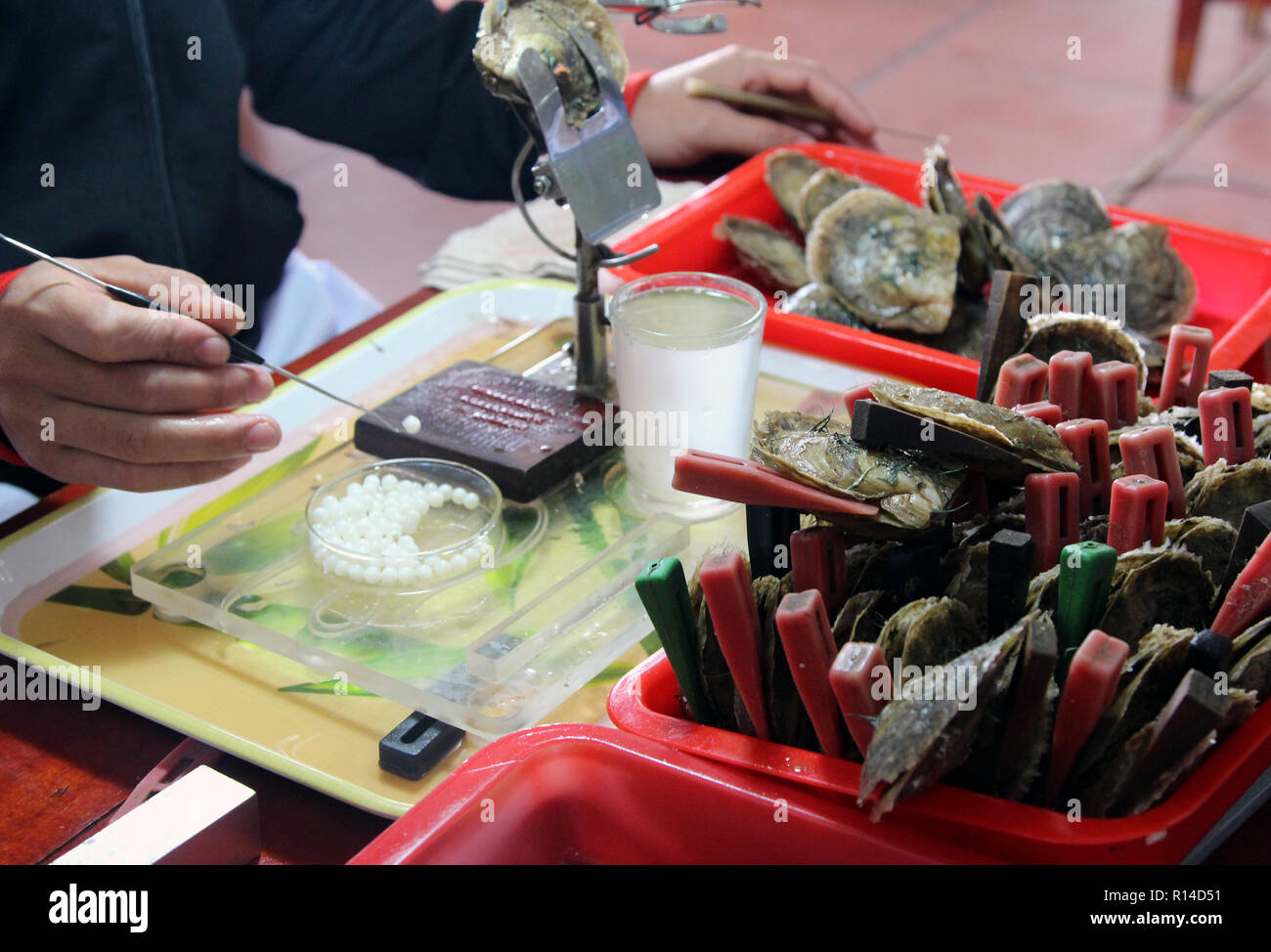Extracting pearls from the oysters at My Ngoc Ha Long Pearl Jsc, Ha ...