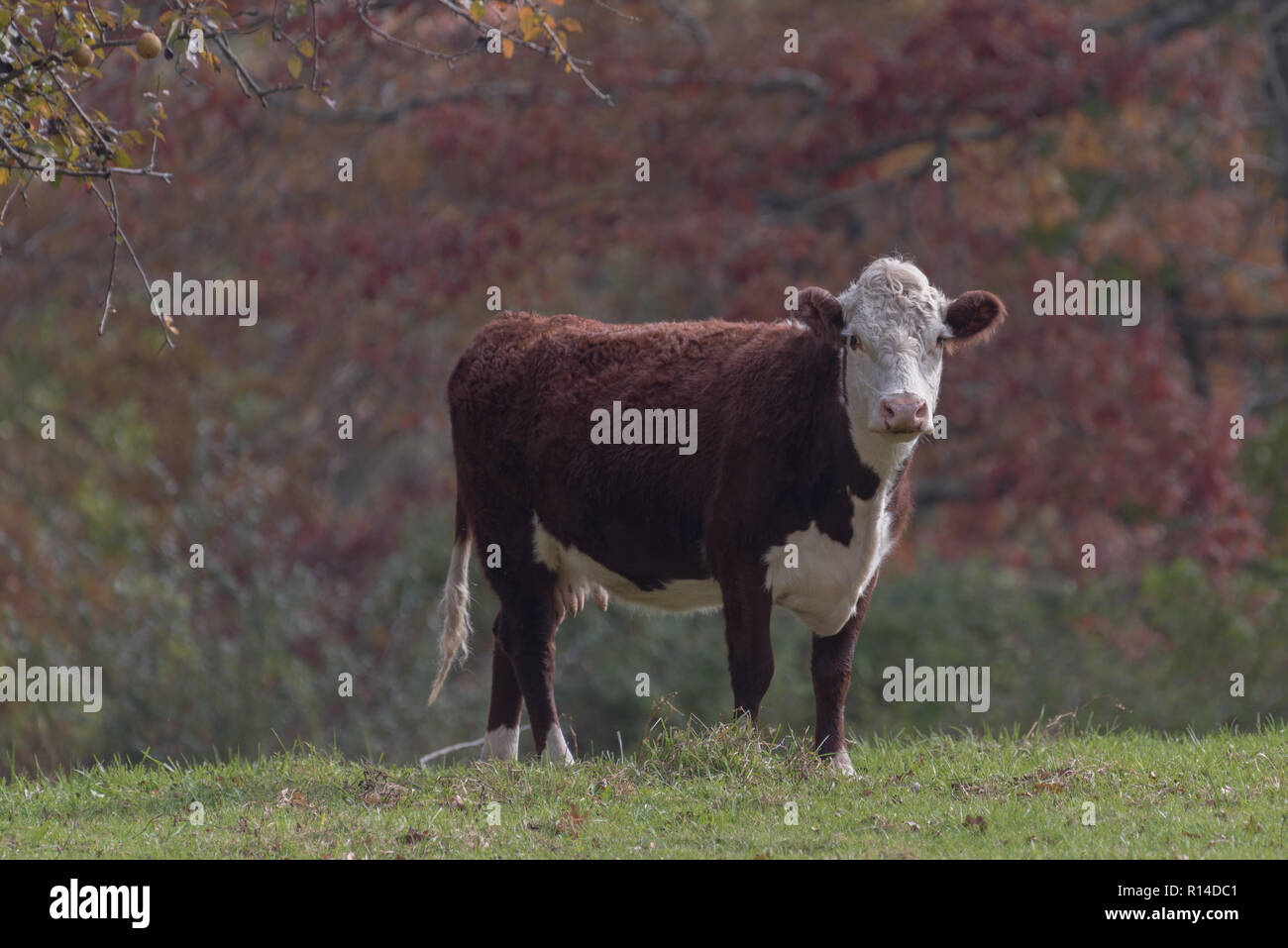 White faced cow hi-res stock photography and images - Alamy