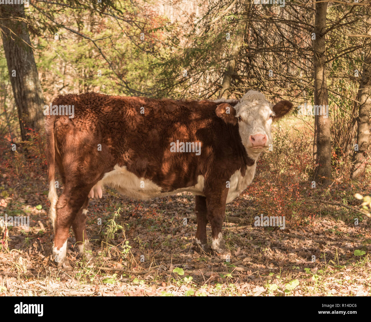 White faced cow hi-res stock photography and images - Alamy